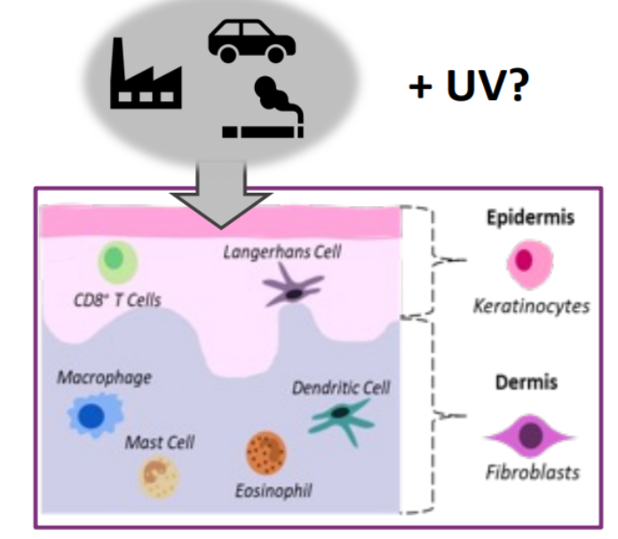 Bioengineered 3D Human Skin Models & Cell Culture Solutions