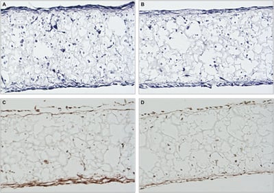 Alvetex 3D Cell Culture of Osteocytes in Simulated Microgravity