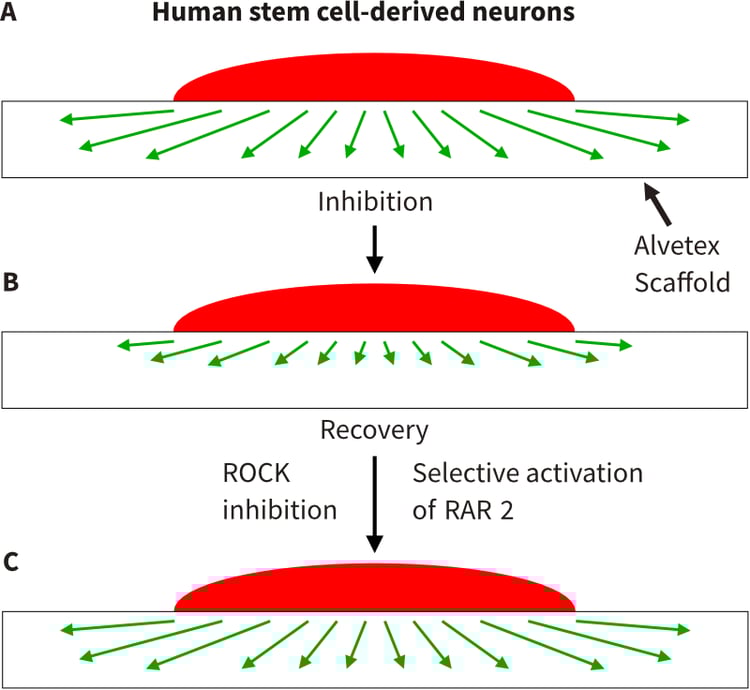 Growth and Differentiation of Neural Tissues in Alvetex Scaffold