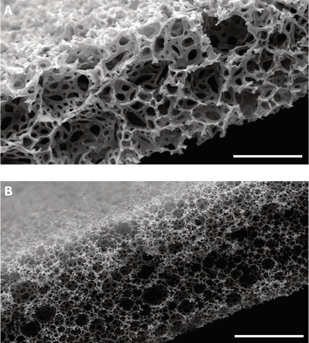 Maintenance of Intact Tissues Using Alvetex Strata