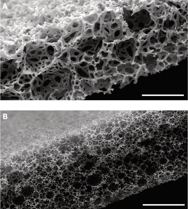 Maintenance of Intact Tissues Using Alvetex Strata