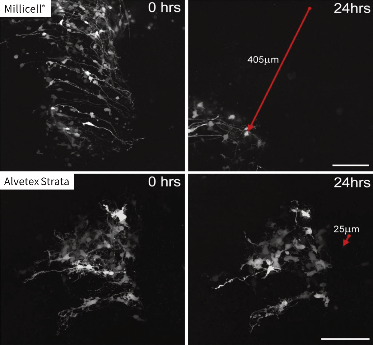 Maintenance of Intact Tissues Using Alvetex Strata