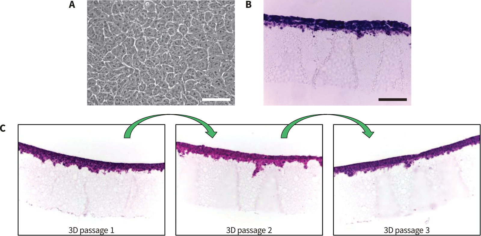 Propagation of Human Pluripotent Stem Cells in Using Alvetex Strata