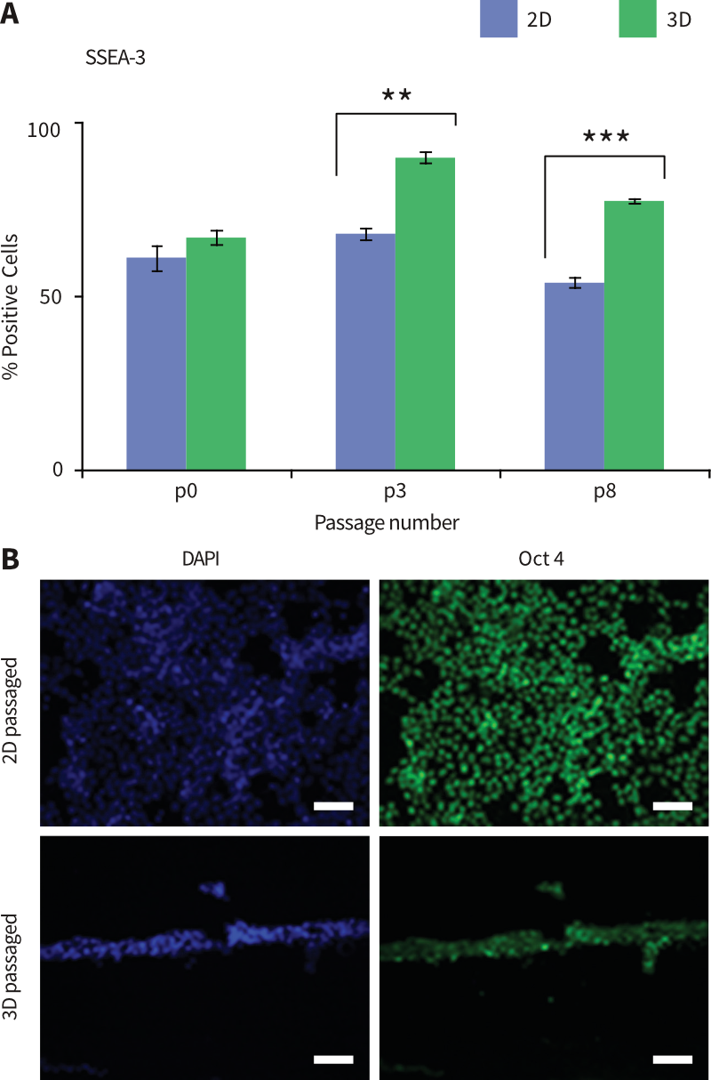 Propagation of Human Pluripotent Stem Cells in Using Alvetex Strata