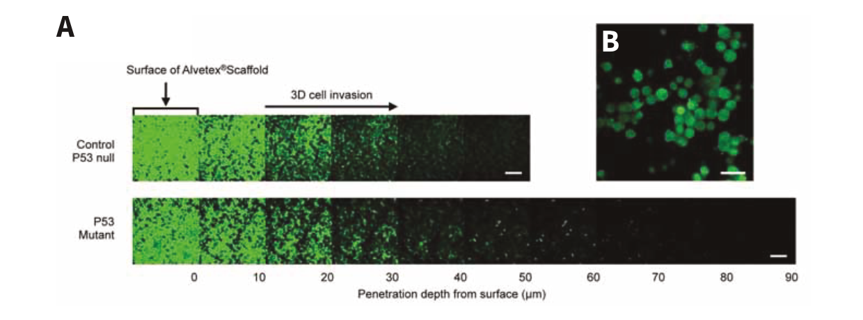 Modelling Cancer Cell Migration and Invasion in Alvetex 3D cell culture
