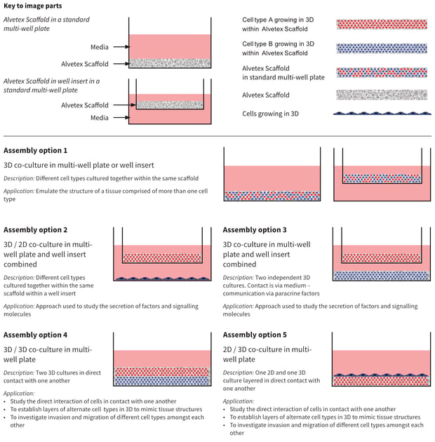3D Co-culture Models in Alvetex