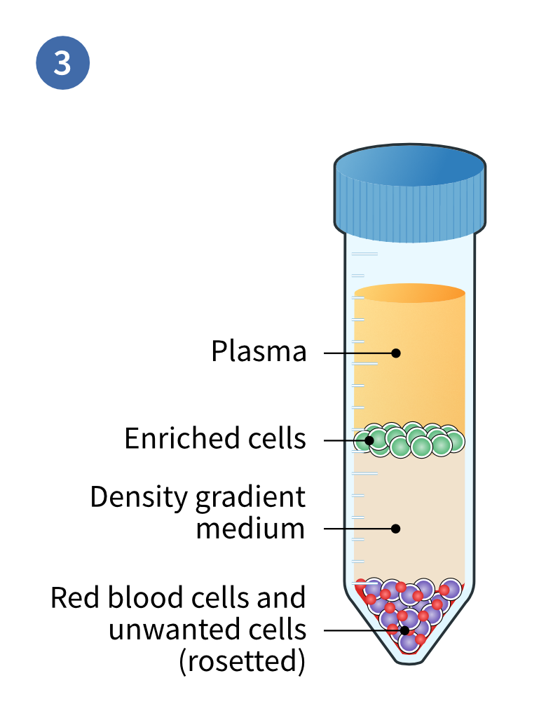 Cell Isolation and Enrichment Services: Magnetic and Non-Magnetic Cell ...