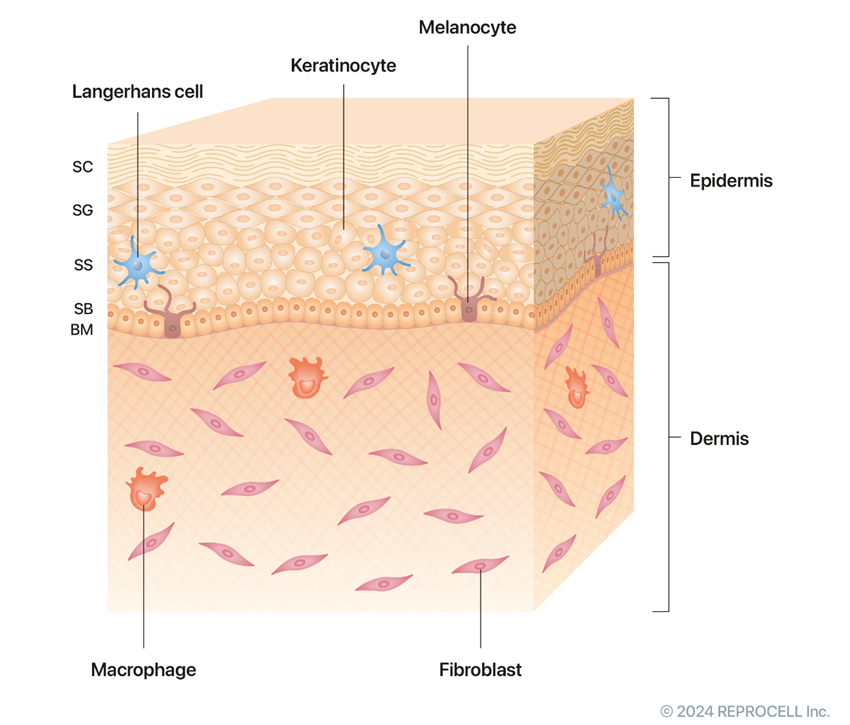 REPROCELL's Advanced Skin Tissue Engineering