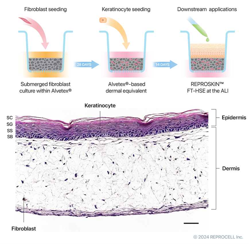 REPROCELL's Advanced Skin Tissue Engineering