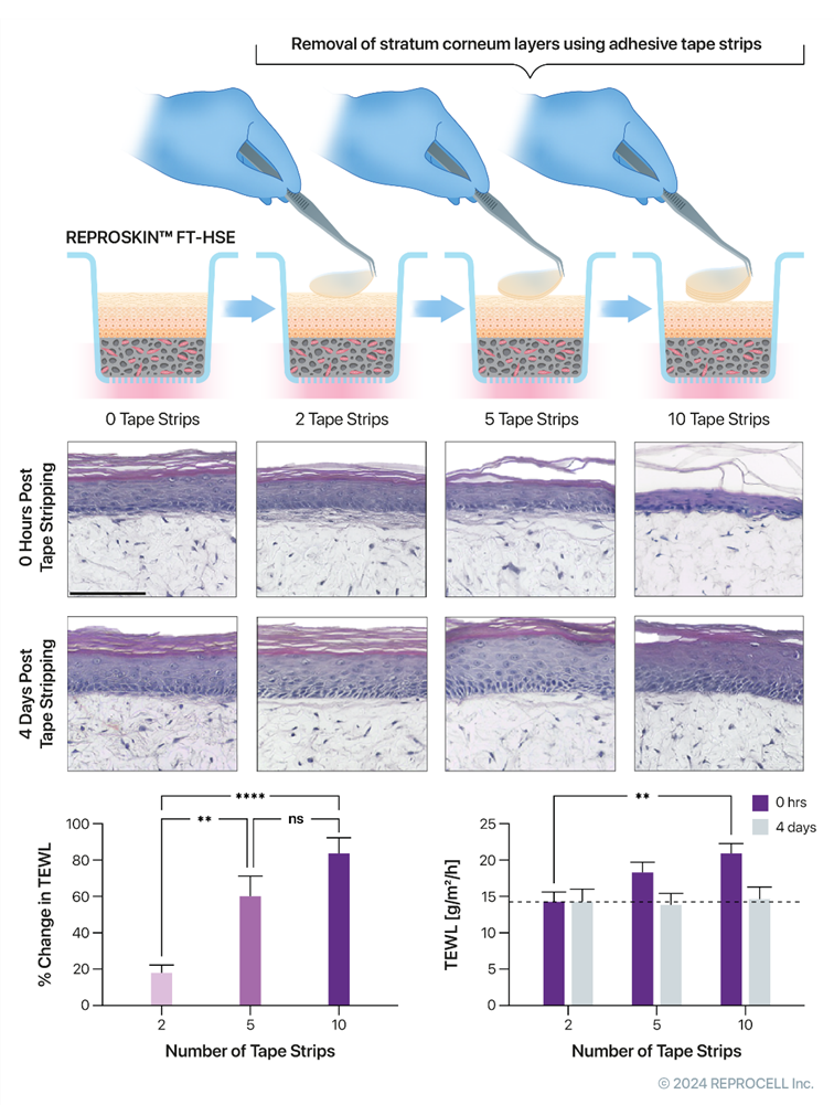 REPROCELL's Advanced Skin Tissue Engineering