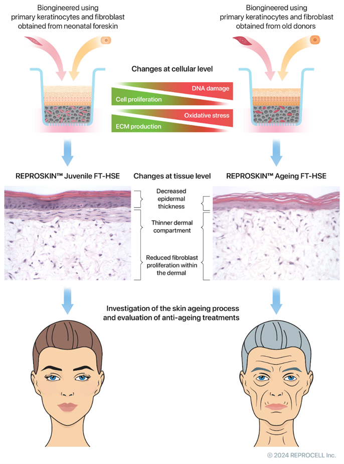 REPROCELL's Advanced Skin Tissue Engineering