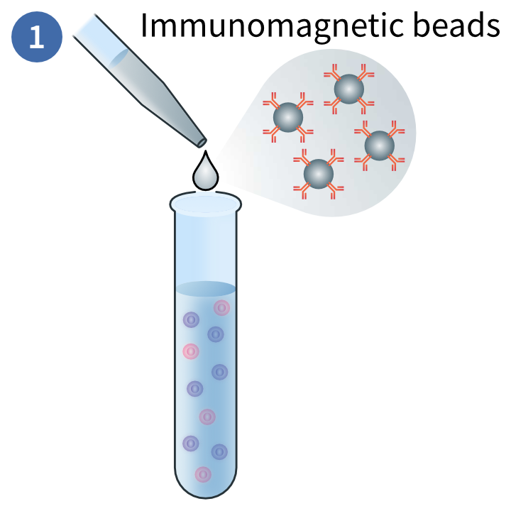 How to isolate PBMCs from whole blood using density gradient centrifugation