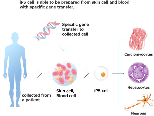 About — IR — About iPS Cells