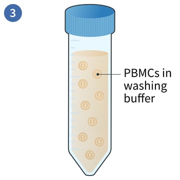 Protocol for PBMC isolation from buffy coat samples