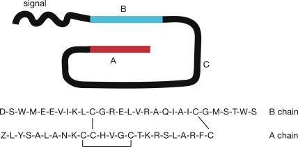 Everything we know about the human relaxin peptide family