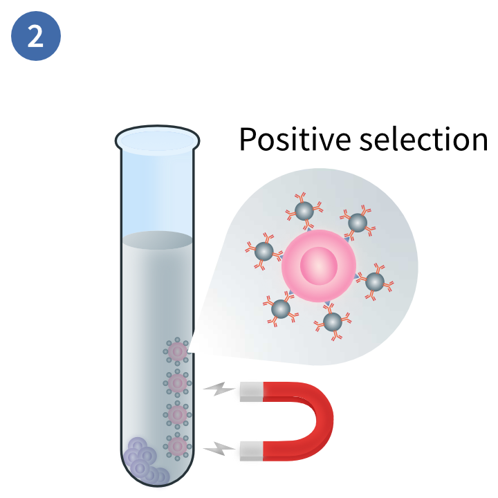 How to isolate PBMCs from whole blood using density gradient centrifugation