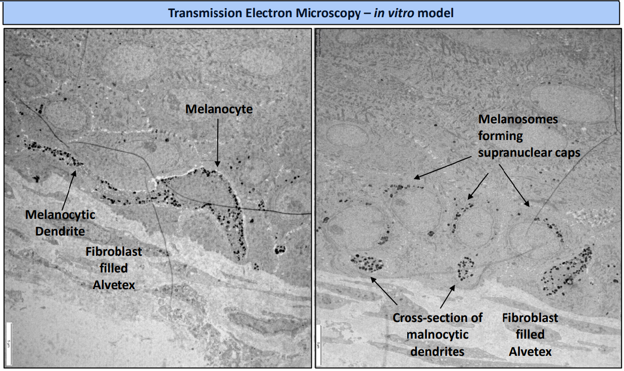 Bioengineered 3D Human Skin Models & Cell Culture Solutions