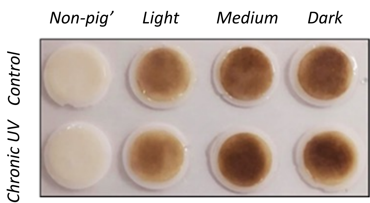 Bioengineered 3D Human Skin Models & Cell Culture Solutions