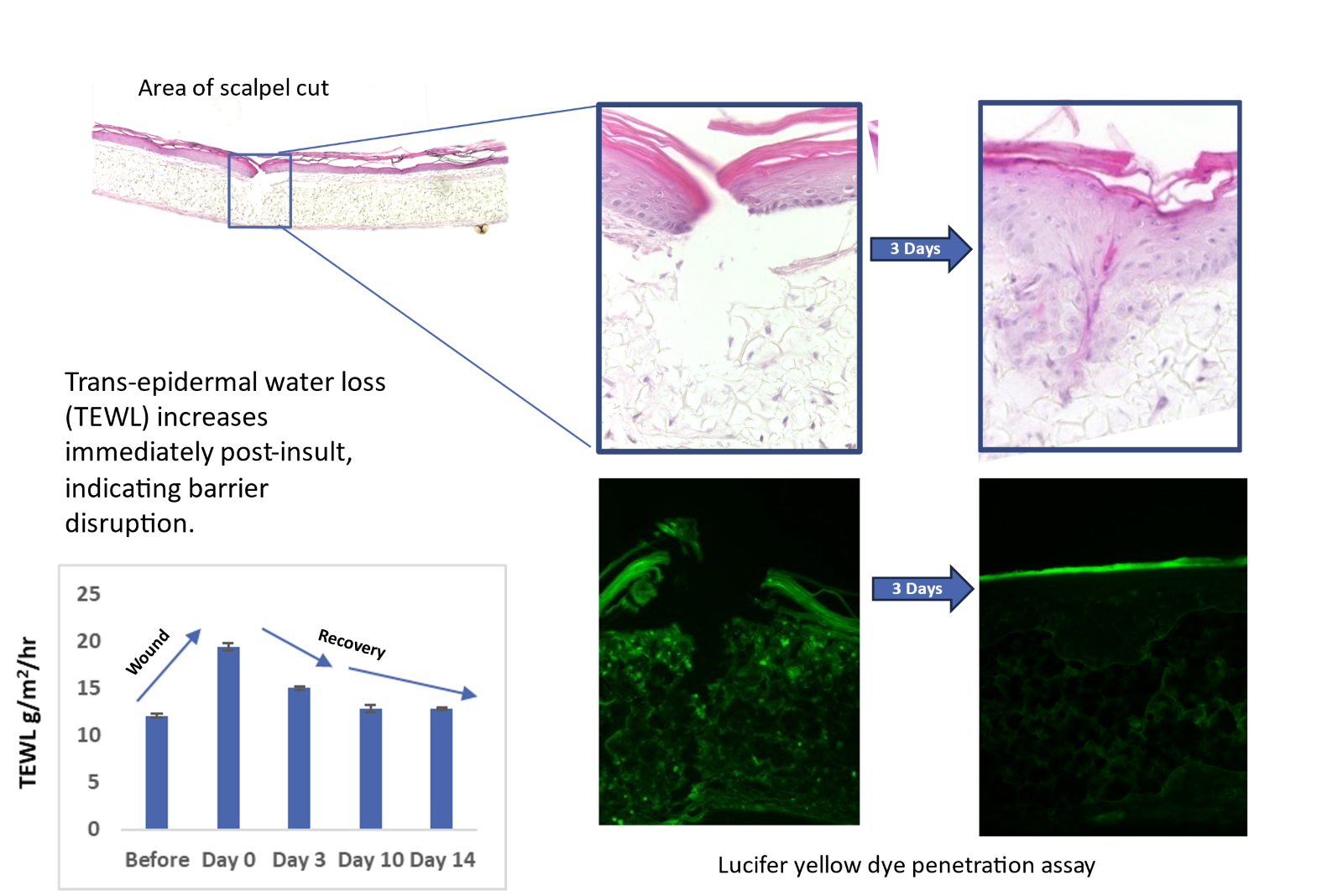 Bioengineered Pigmented Skin Equivalent for Wound Recovery