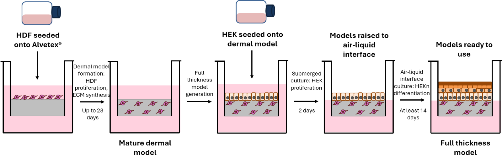 3D Bioengineered model of ageing human skin