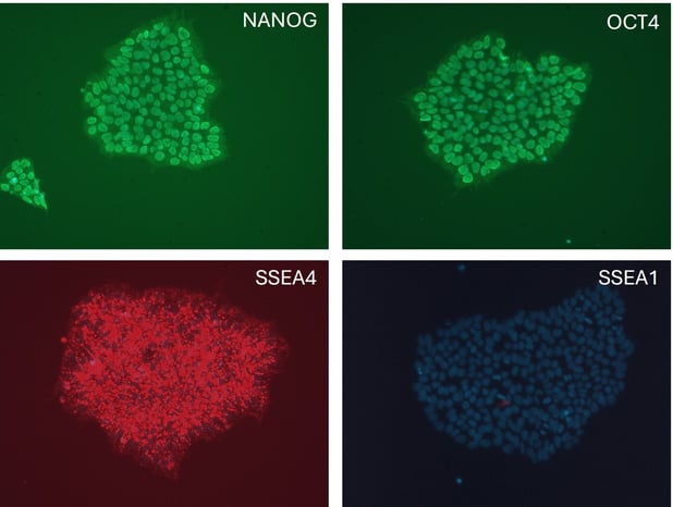 RCRP036N - StemRNA Human iPSC SK013