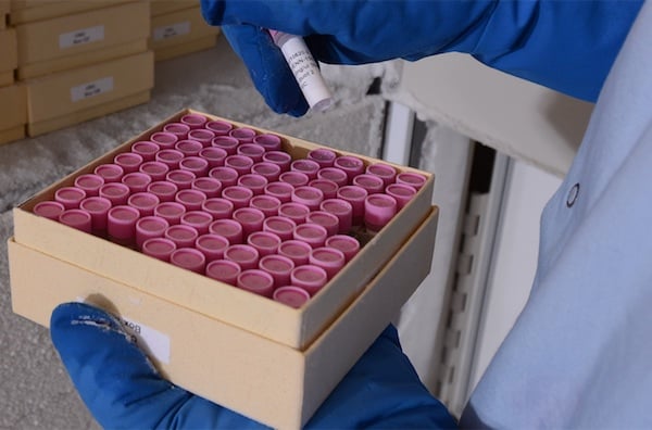 iPSC Stem Cell Expansion, Characterization and Banking