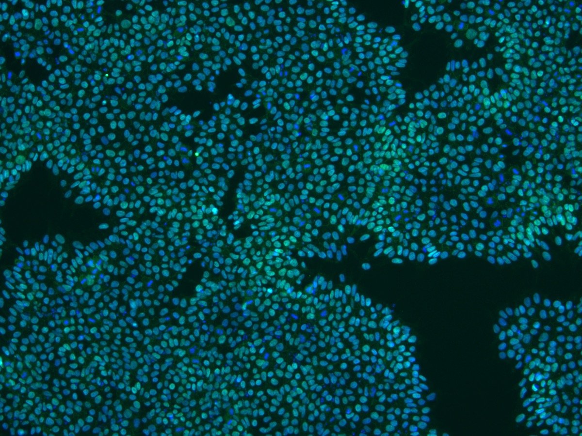 REPROCELL Brand: Stemgent