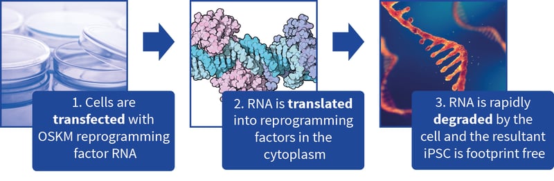 SCS - iPSC Reprogramming