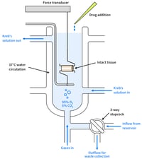 Isolated Organ / Tissue Baths & Wire Myographs: Tests And Experiments