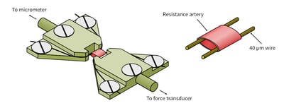 Wire myography: the ultimate guide (protocol included)