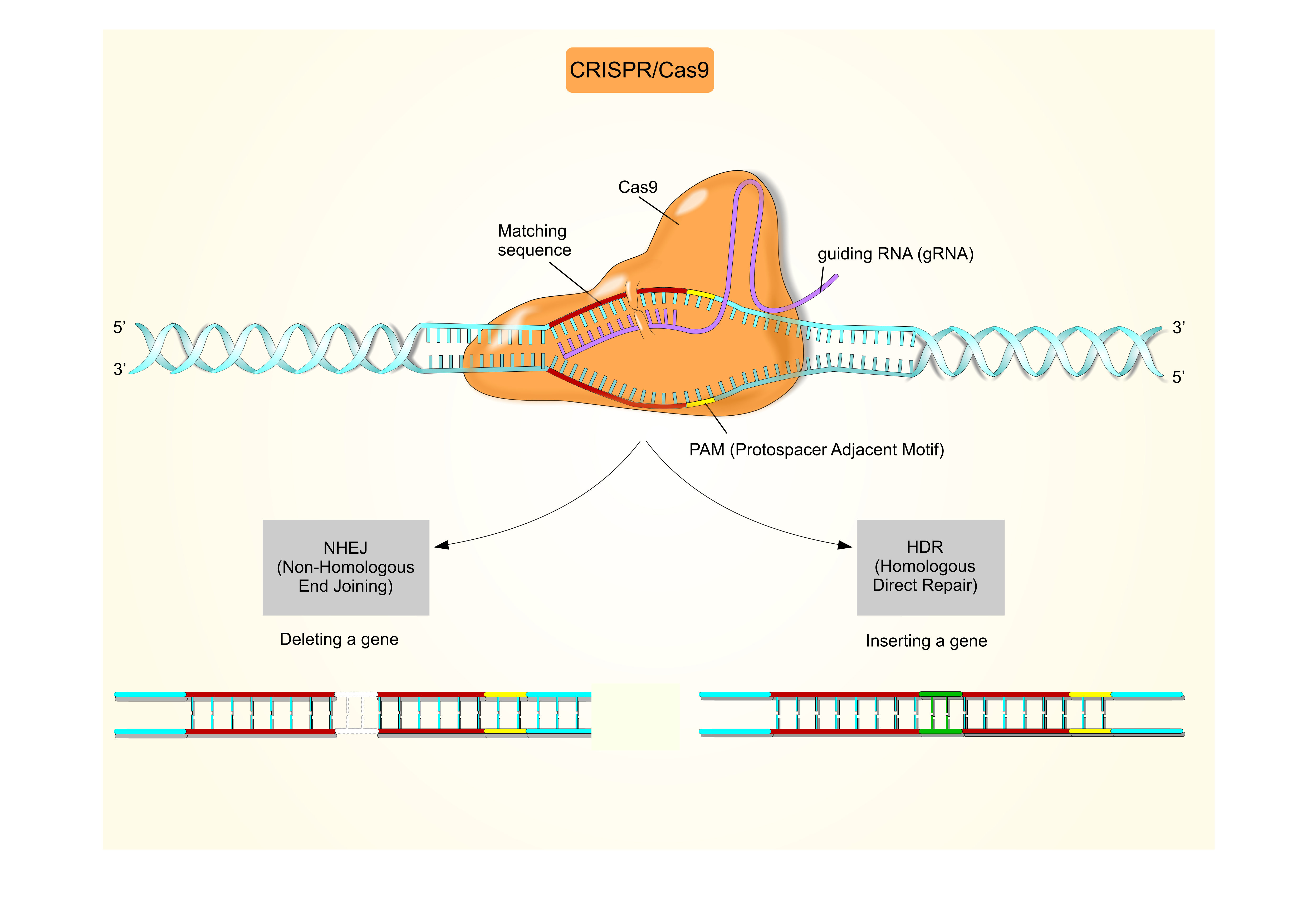 Improve Gene-Editing Success with CRISPR-SNIPER Technology