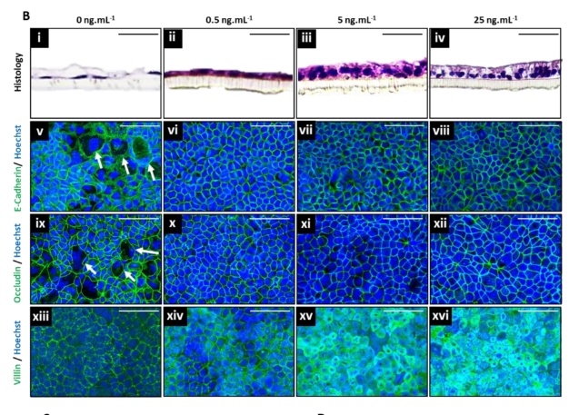 PRESS RELEASE: New Study Highlights Role of Stromal Support in ...