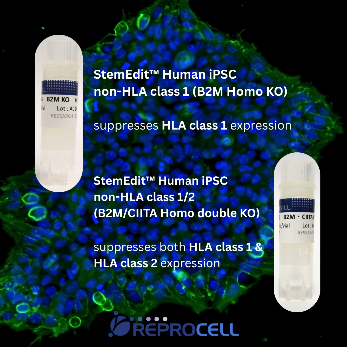 REPROCELL Announces the Commercial Launch of its StemEdit Hypoimmune ...
