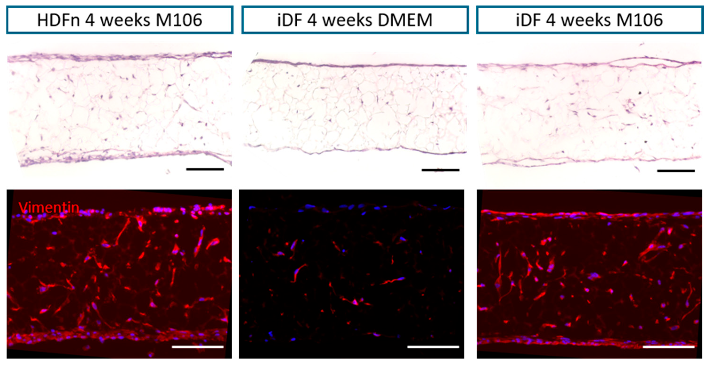 REPROCELL and Durham University Researchers Develop iPSC-Derived Full ...